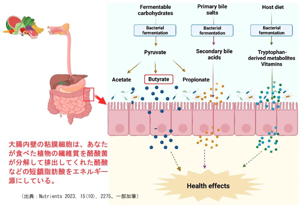 大腸の粘膜細胞は腸内細菌がくれた酪酸をエネルギー源にしている Stnv基礎医学研究室