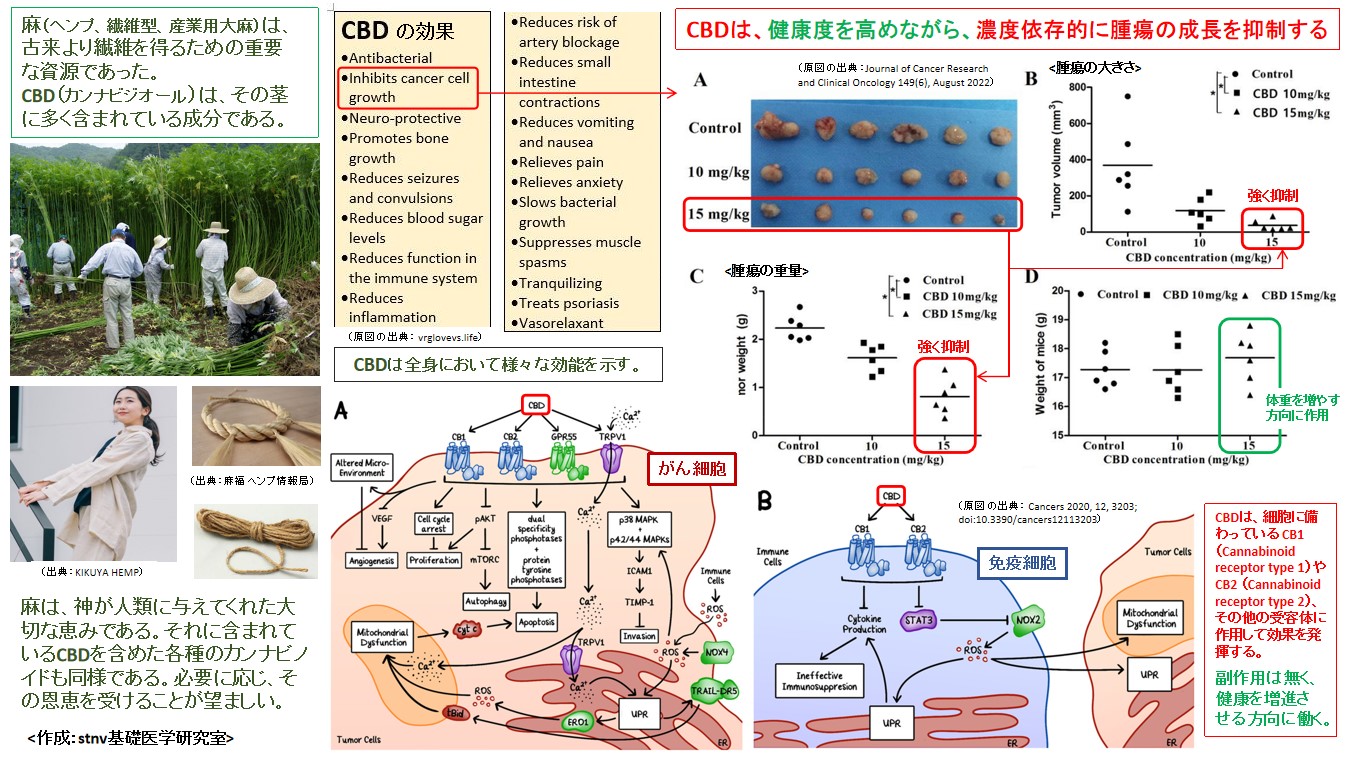 麻から採れるCBDは優れた抗がん作用を示す | stnv基礎医学研究室