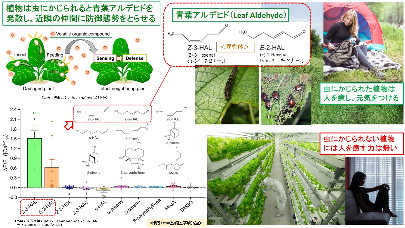 虫にかじられない植物には人を癒す力は無い | stnv基礎医学研究室