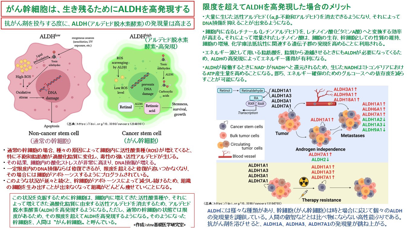 がん幹細胞は生き残るためにALDHを高発現する | stnv基礎医学研究室