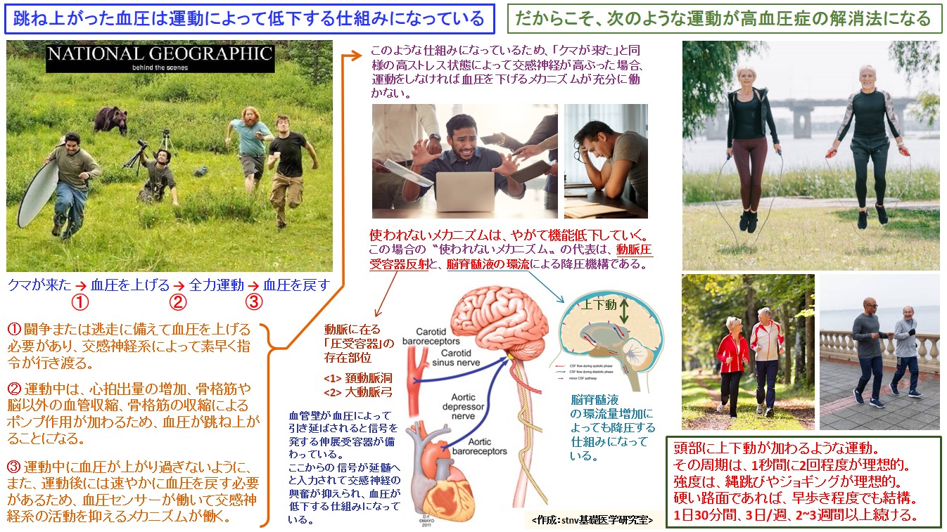 高血圧症の解消に運動が有効である理由 | stnv基礎医学研究室