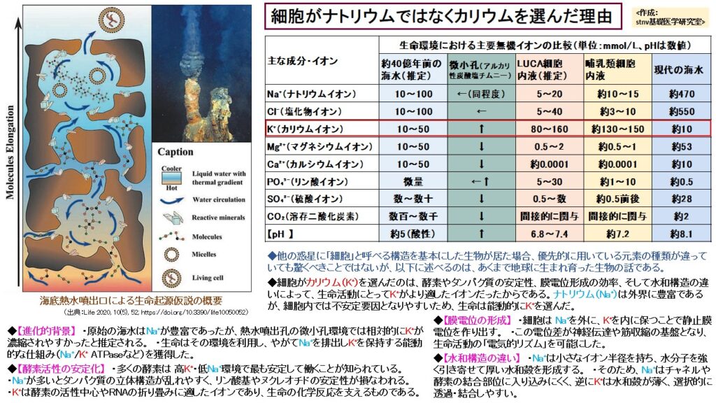 細胞がナトリウムではなくカリウムを選んだ理由 | stnv基礎医学研究室